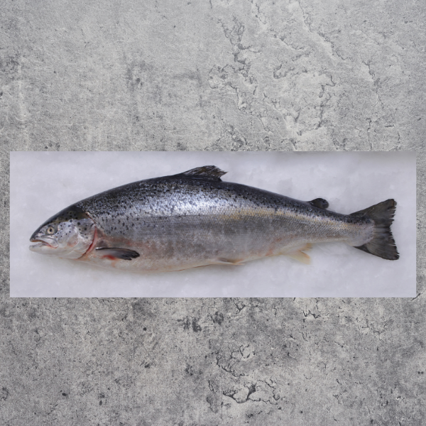 White Fish & Seafood Delivery in Singapore | NZ Sustainably Farmed ...