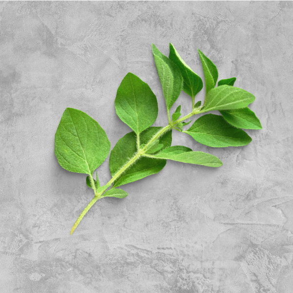 Fresh Oregano - 50 gm (pkt) – The Fishwives Singapore